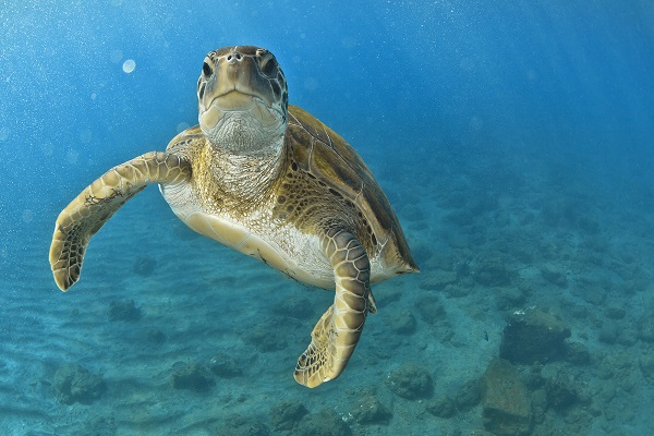 2023 Summer Professional Development Institute: Whales’ Tales, Turtle ...